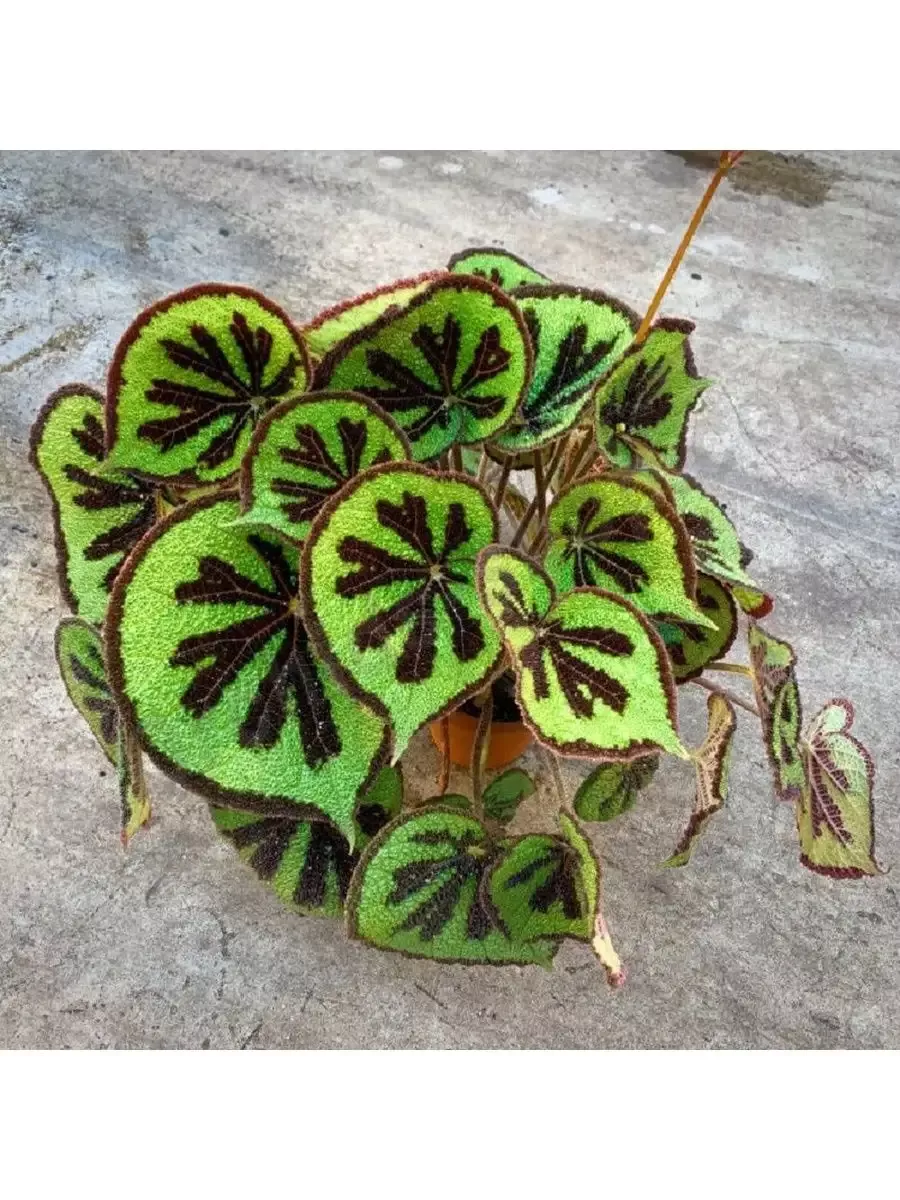 Begonia Masoniana 256432529 Wildberries